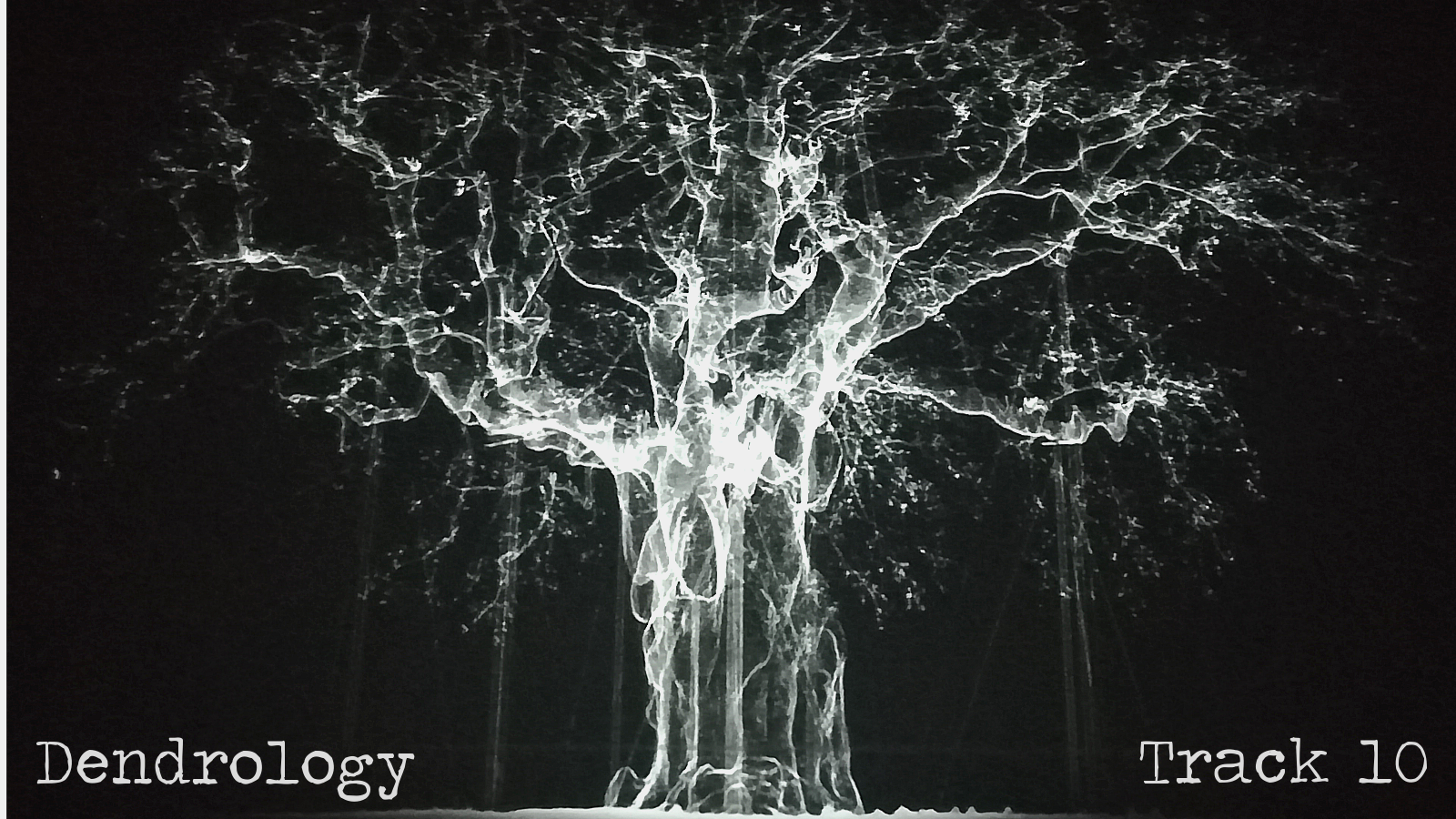 Dendrology (10) – Qhuaxapelo